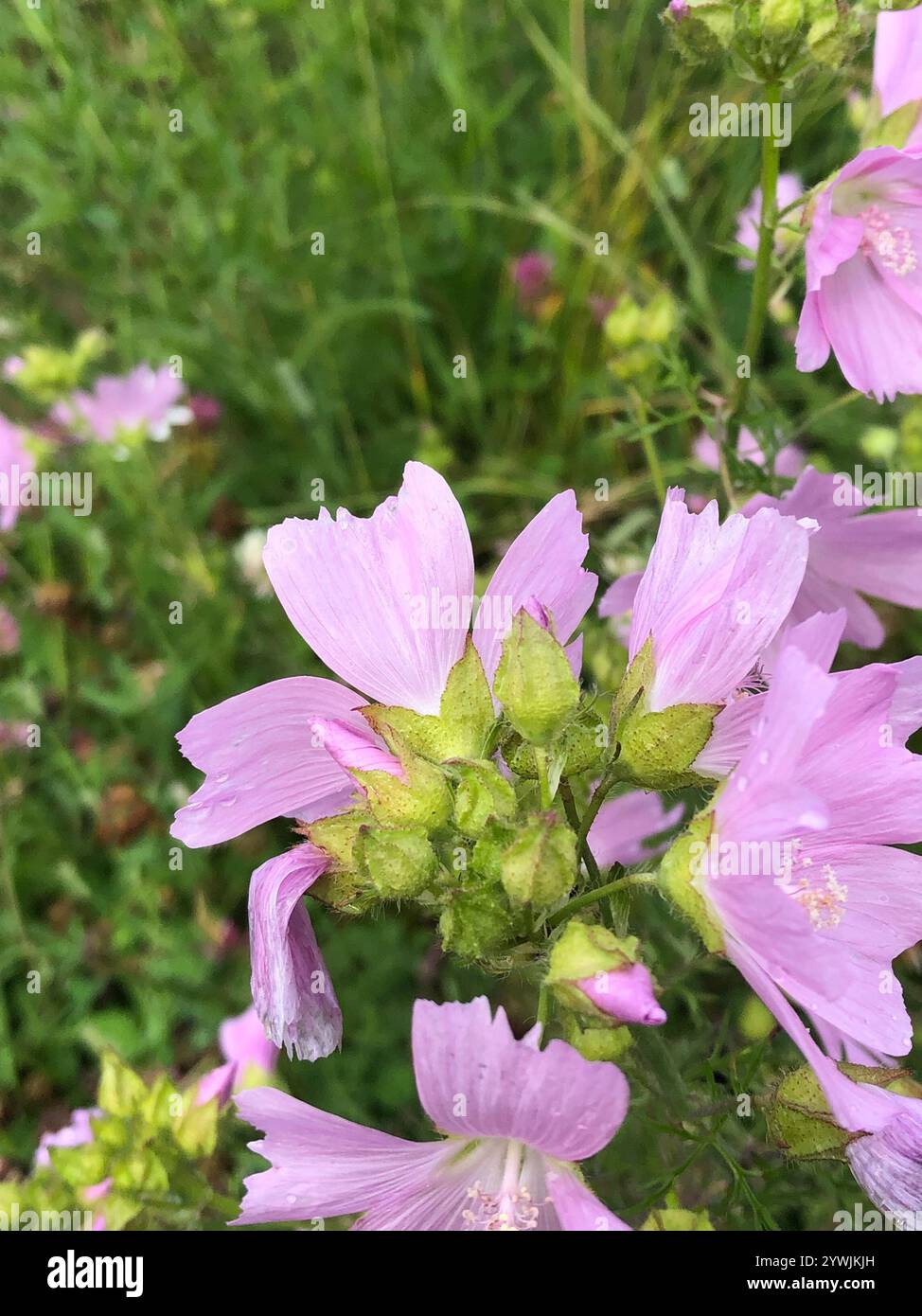 musk mallow (Malva moschata Stock Photo - Alamy