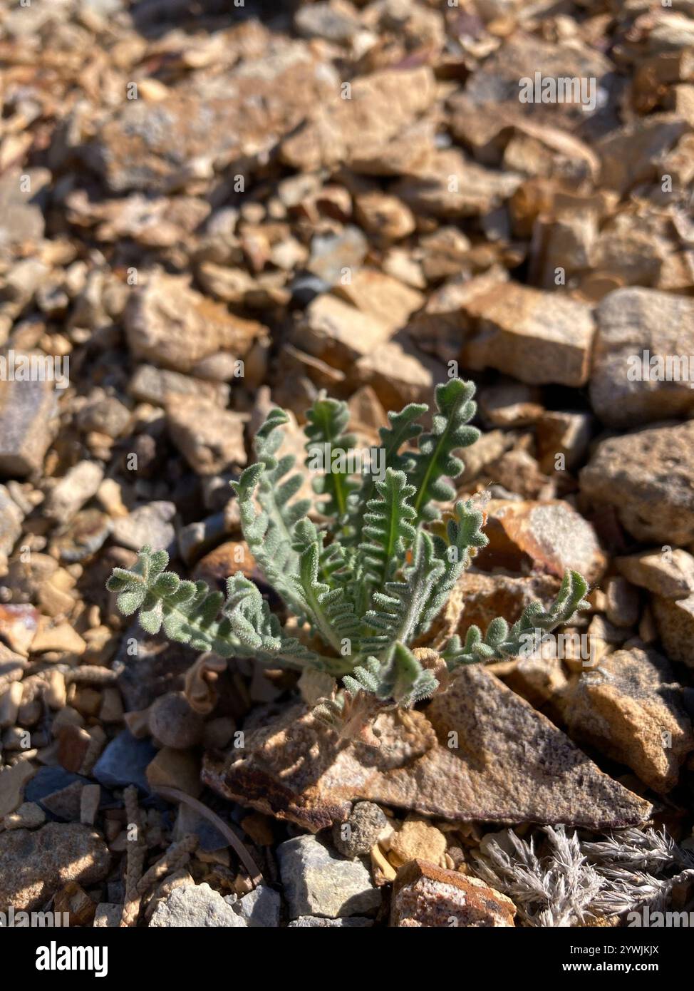 wing-seed blazing star (Mentzelia pterosperma Stock Photo - Alamy