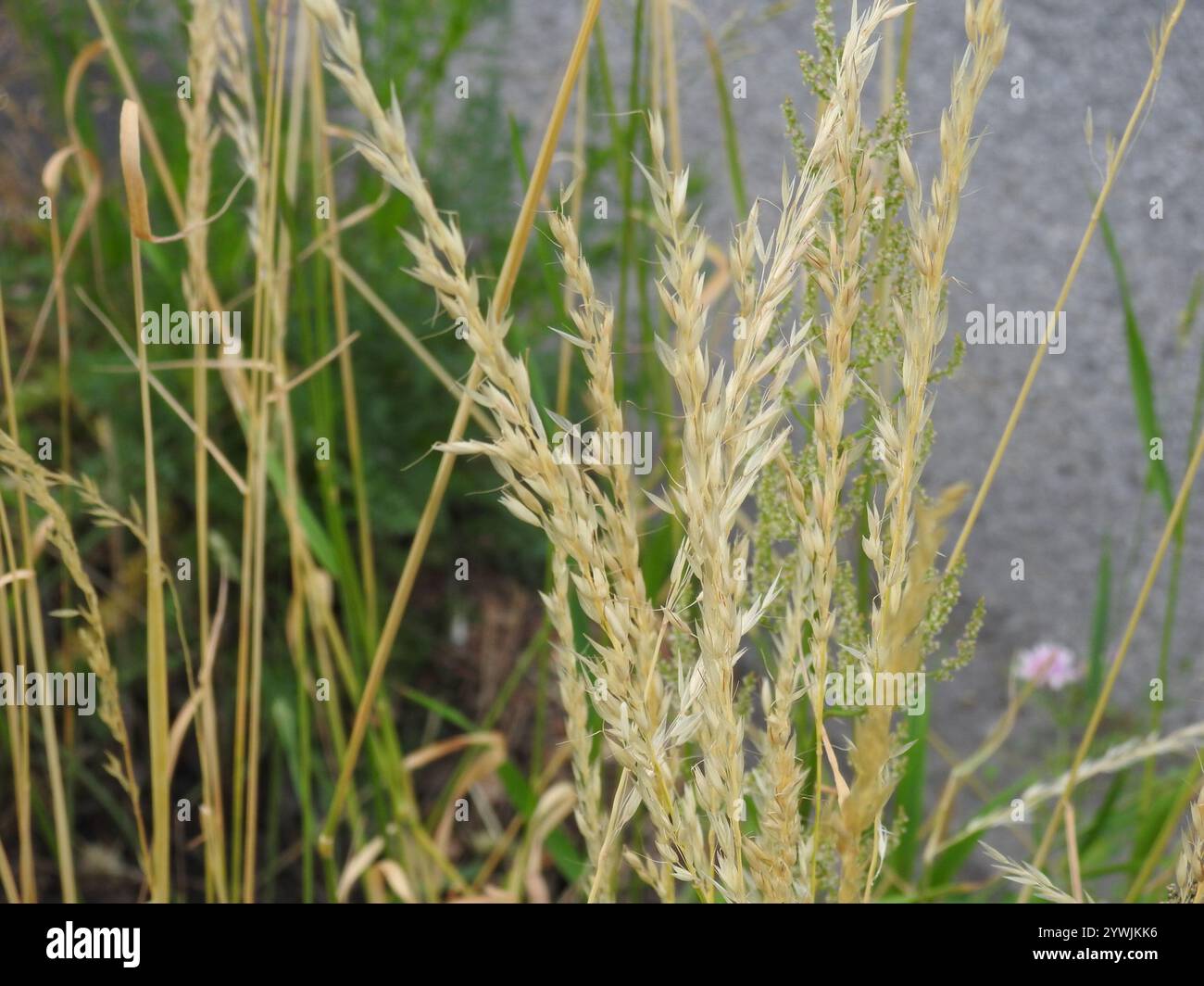 tall oat grass (Arrhenatherum elatius Stock Photo - Alamy
