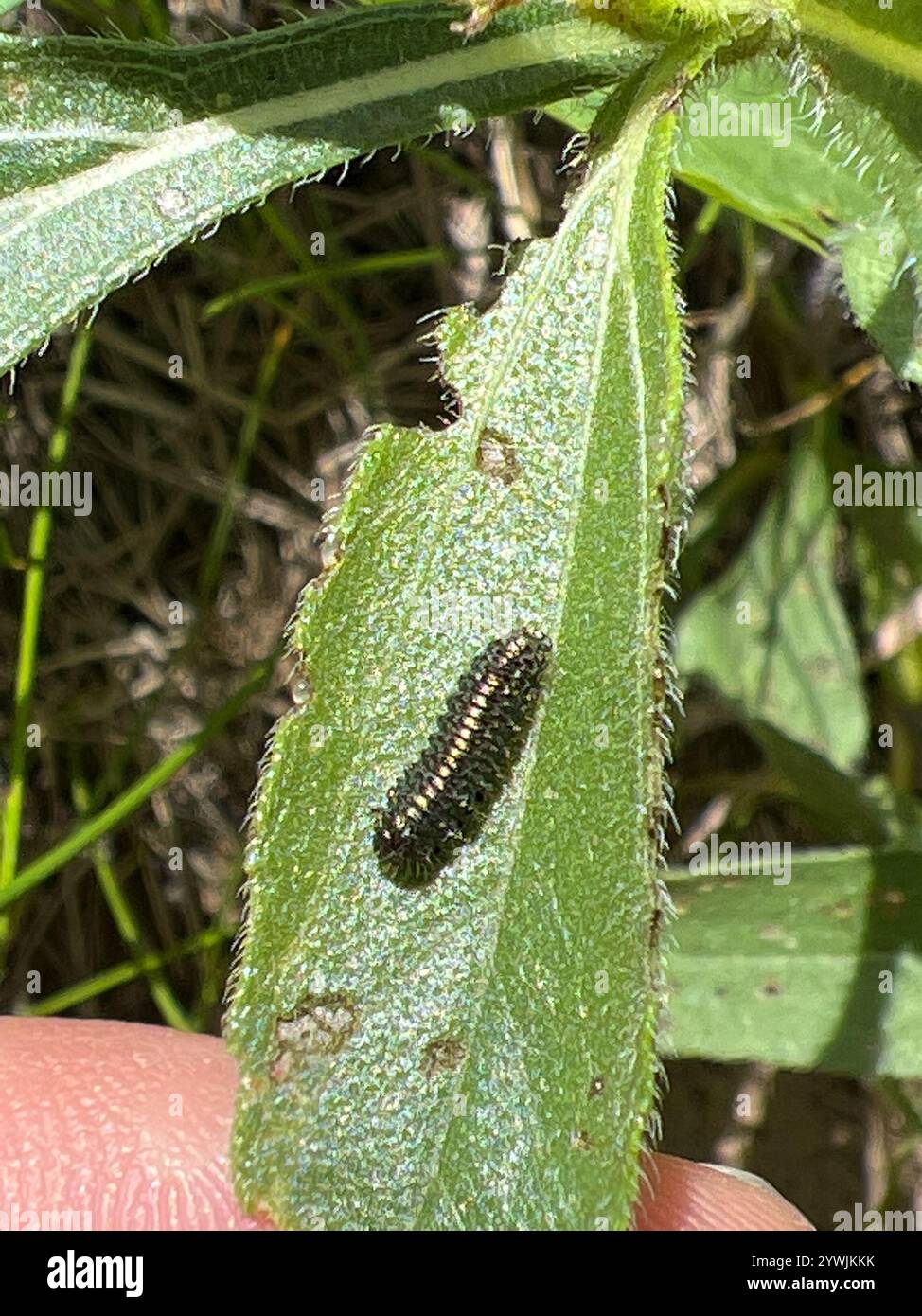 Skeletonizing Leaf and Flea Beetles (Galerucinae Stock Photo - Alamy