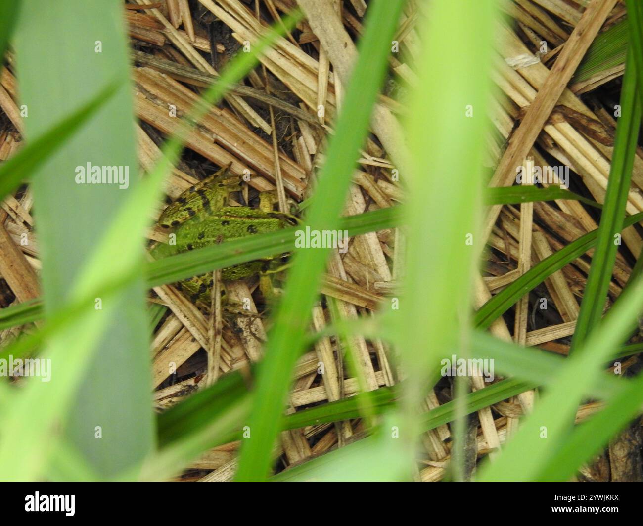 Edible Frog (Pelophylax esculentus Stock Photo - Alamy