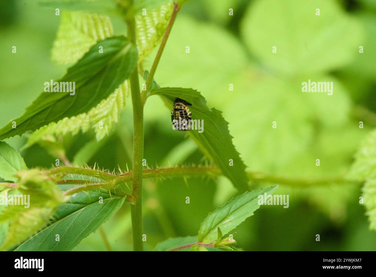 Cucujiform Beetles (Cucujiformia Stock Photo - Alamy