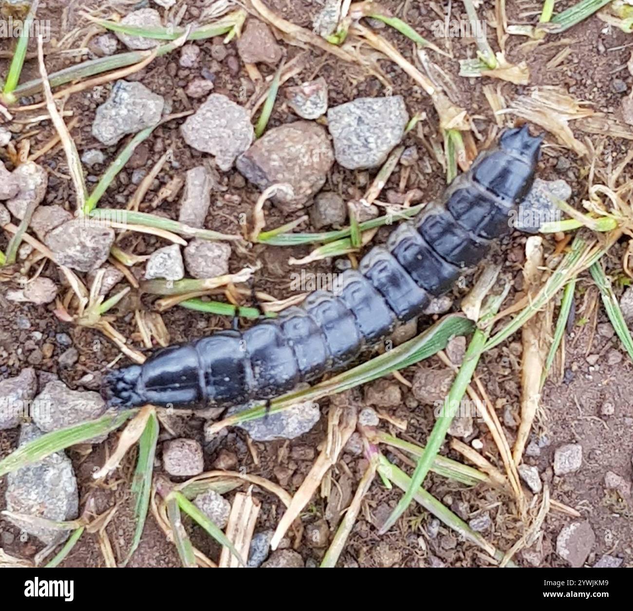 Worm and Slug Hunters (Carabus Stock Photo - Alamy