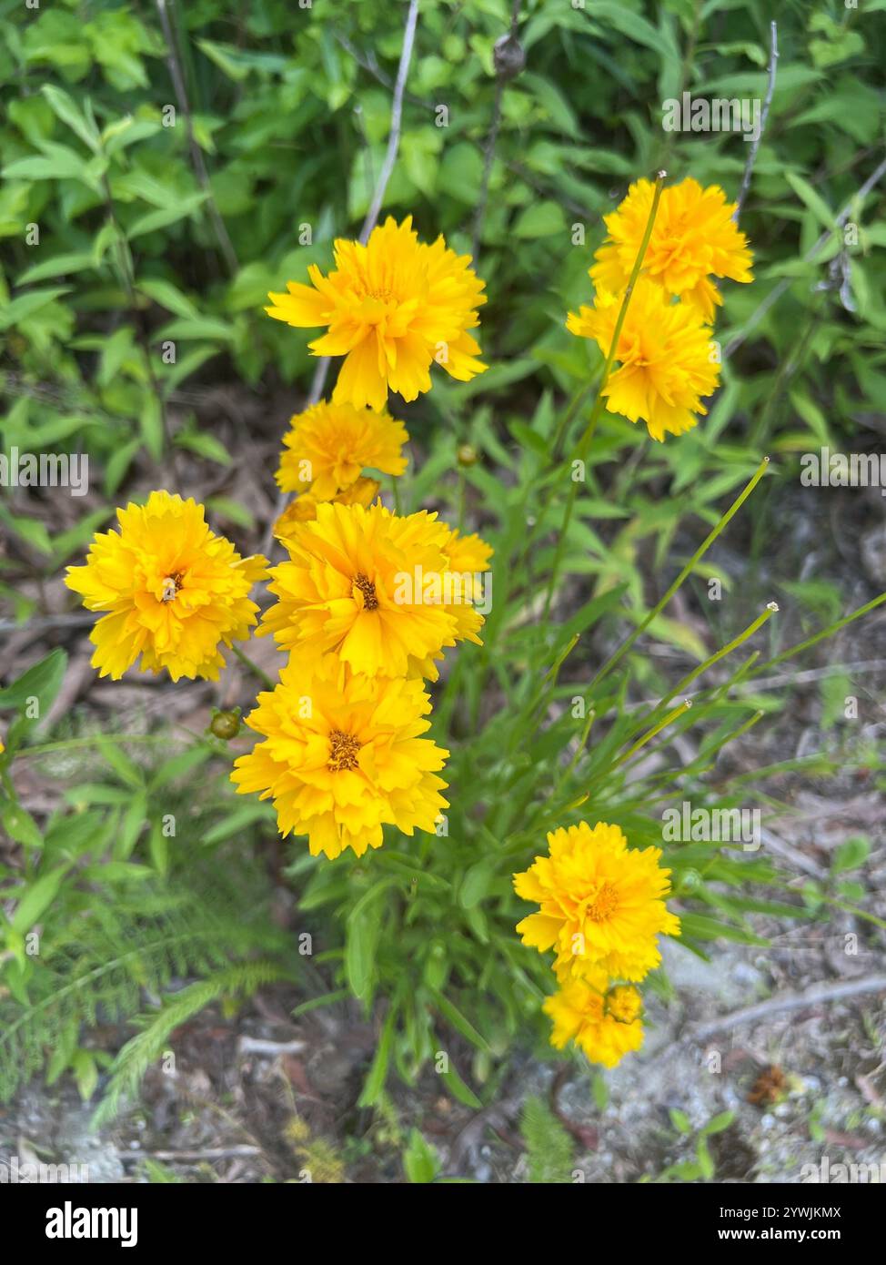 Lance-leaved Coreopsis (Coreopsis lanceolata Stock Photo - Alamy