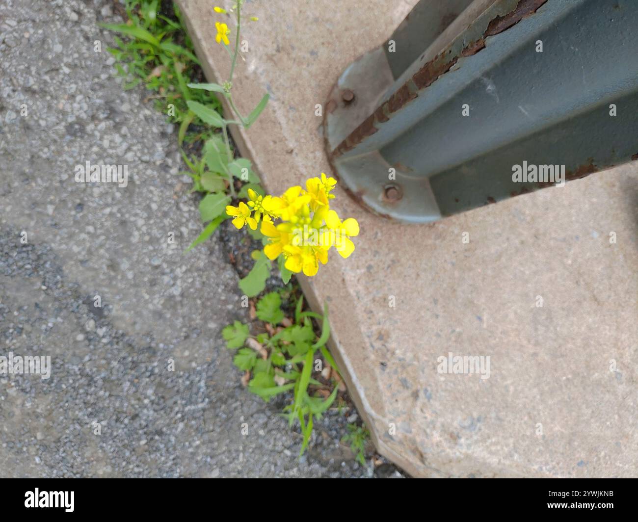 mustard family (Brassicaceae Stock Photo - Alamy