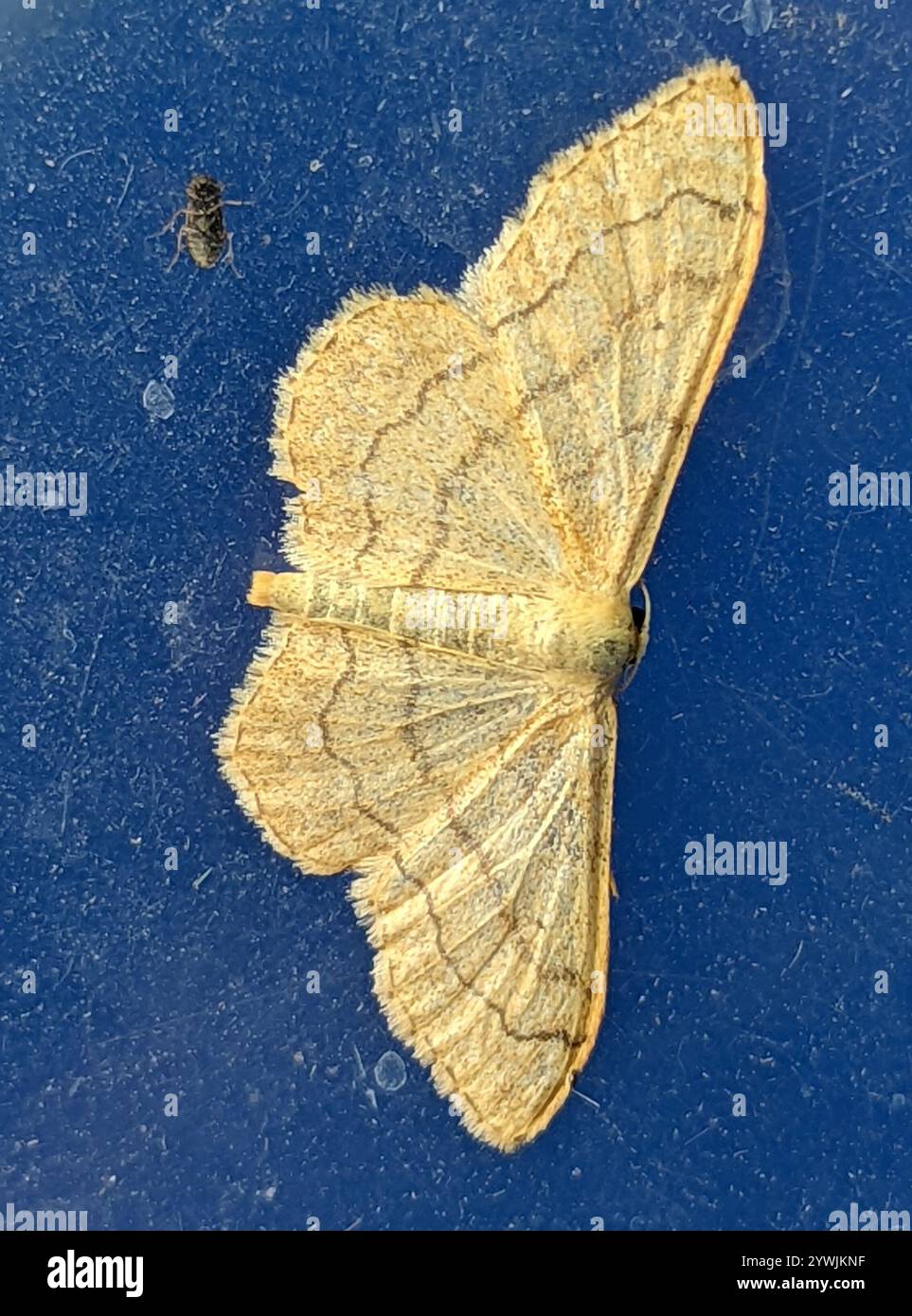 Riband Wave (Idaea aversata Stock Photo - Alamy