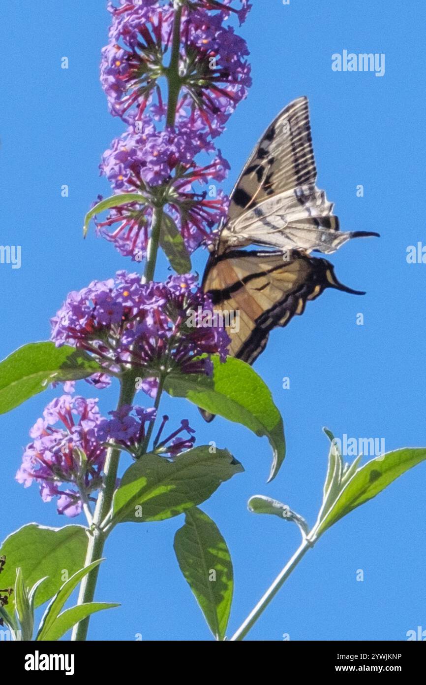 Western Tiger Swallowtail (Papilio rutulus Stock Photo - Alamy