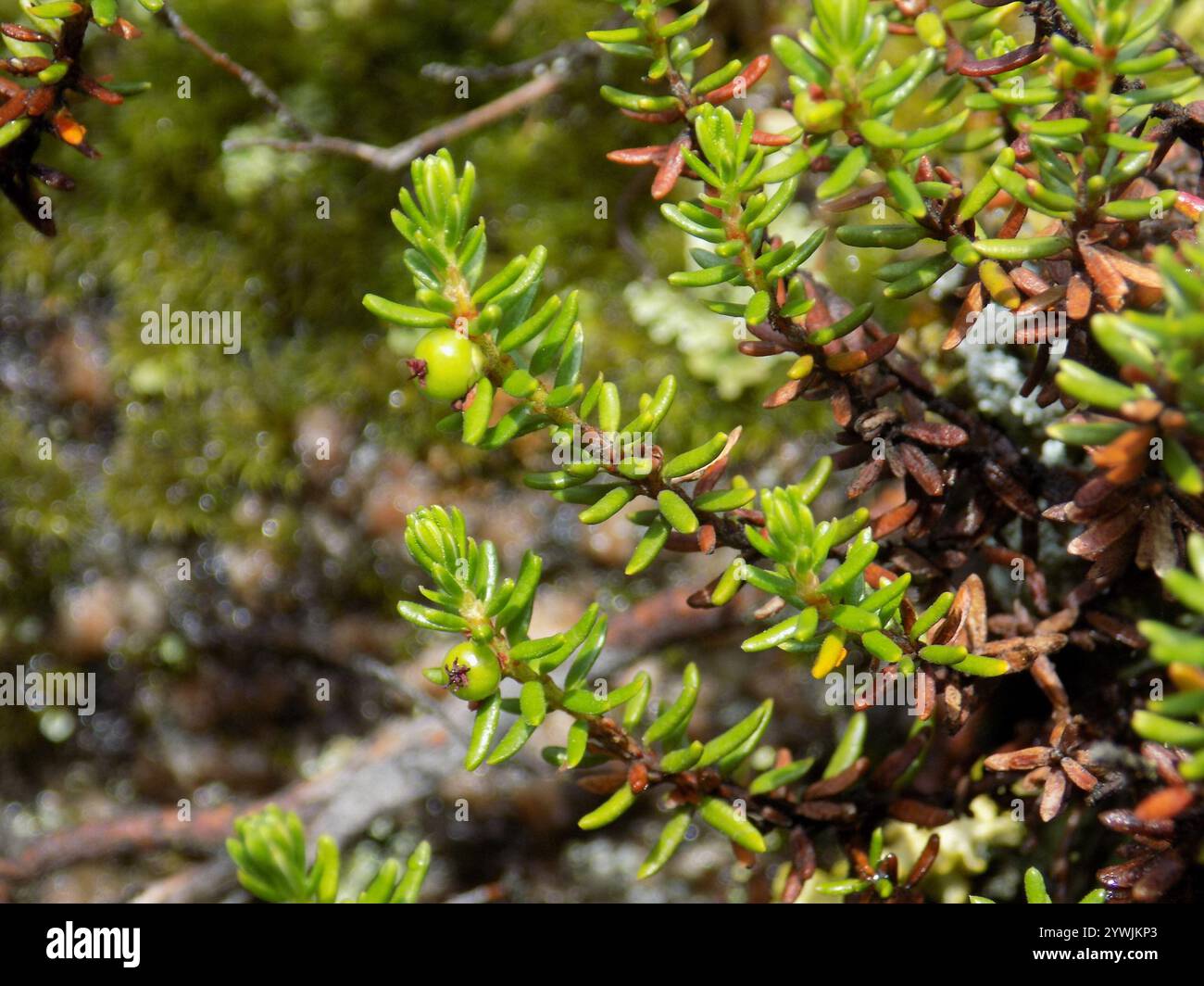 black crowberry (Empetrum nigrum Stock Photo - Alamy