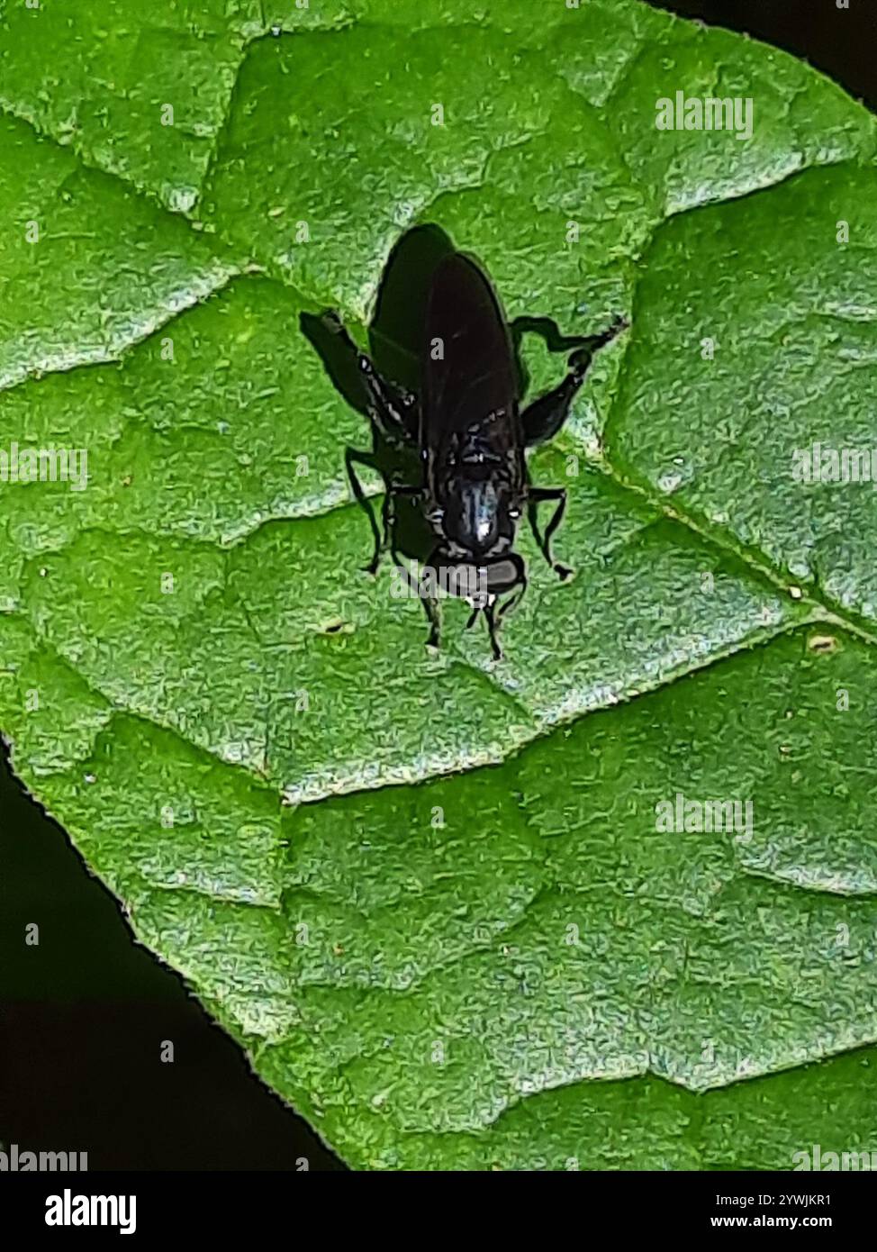Chalcosyrphus hi-res stock photography and images - Alamy