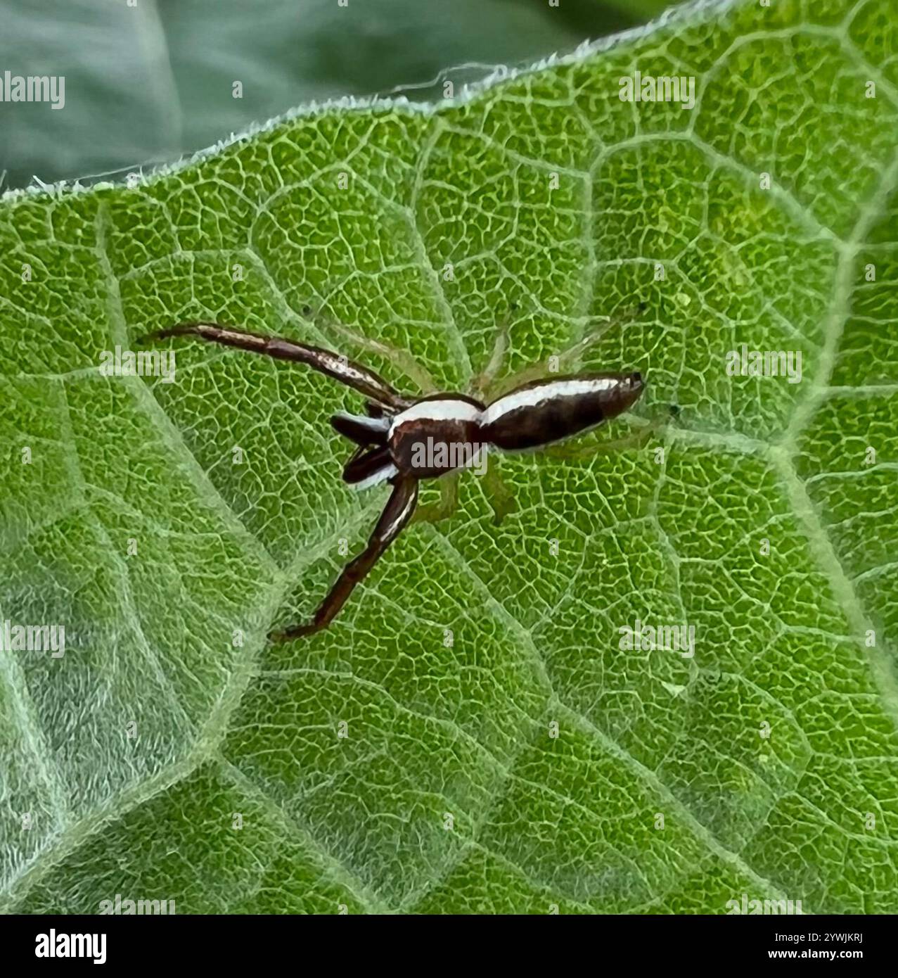 Common Hentz Jumping Spider (Hentzia palmarum Stock Photo - Alamy