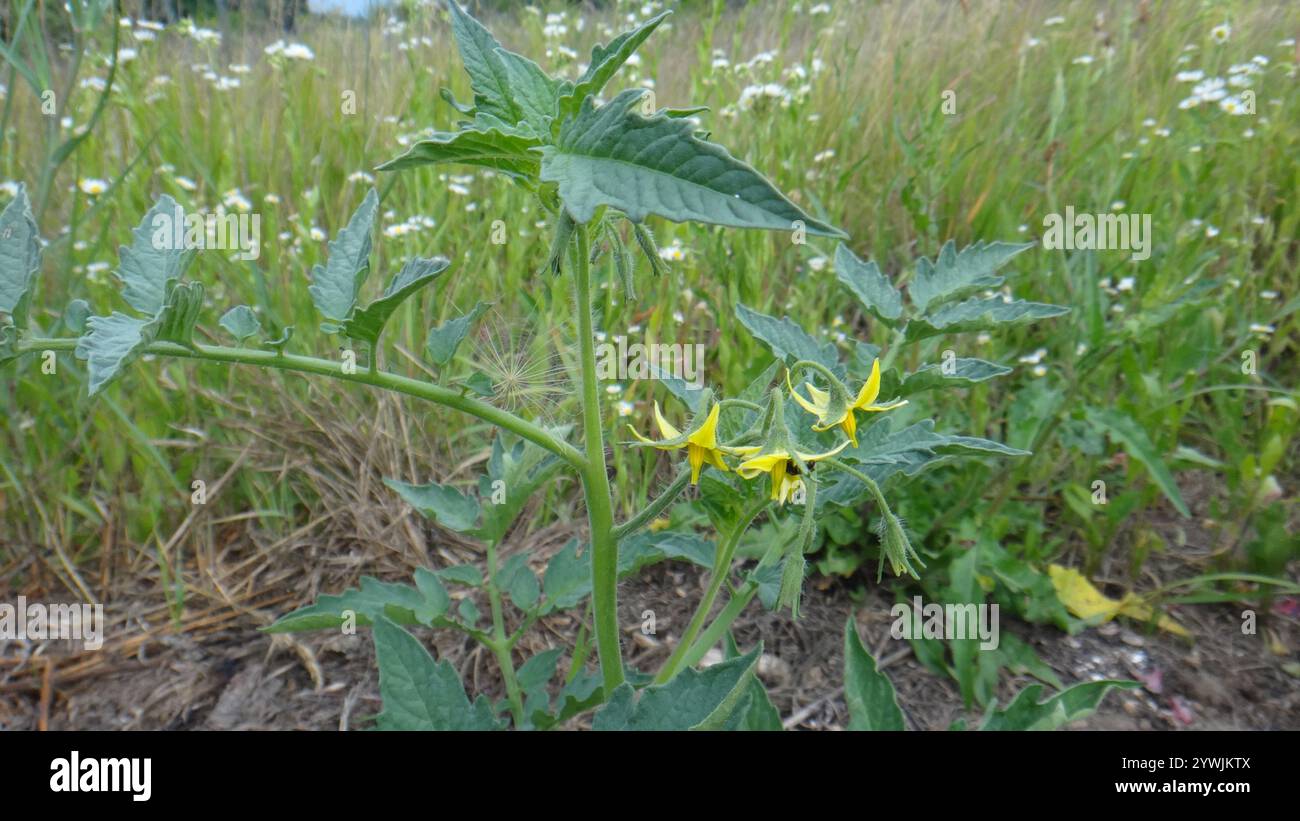 tomato (Solanum lycopersicum Stock Photo - Alamy