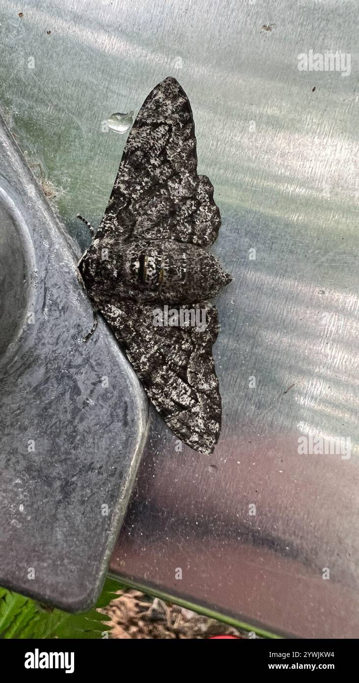 Peppered Moth (Biston betularia Stock Photo - Alamy