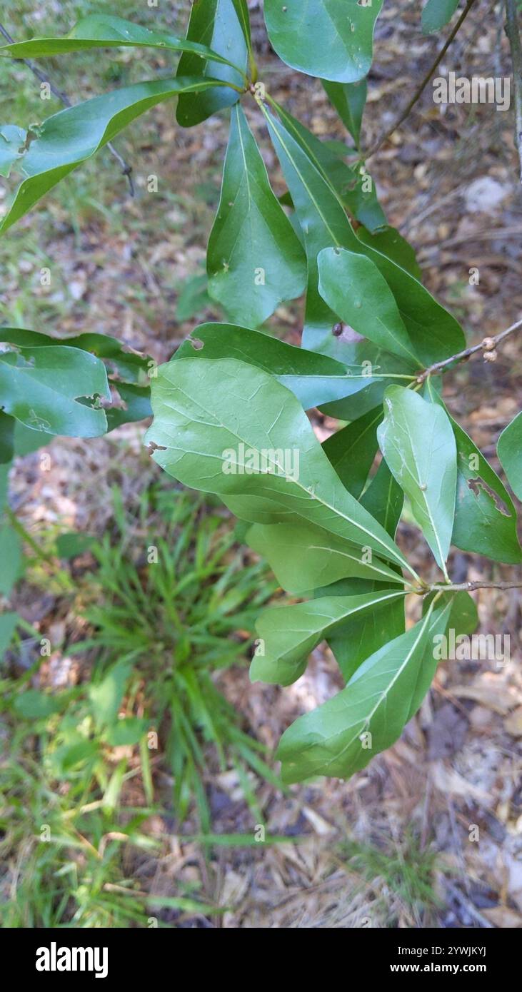 water oak (Quercus nigra Stock Photo - Alamy