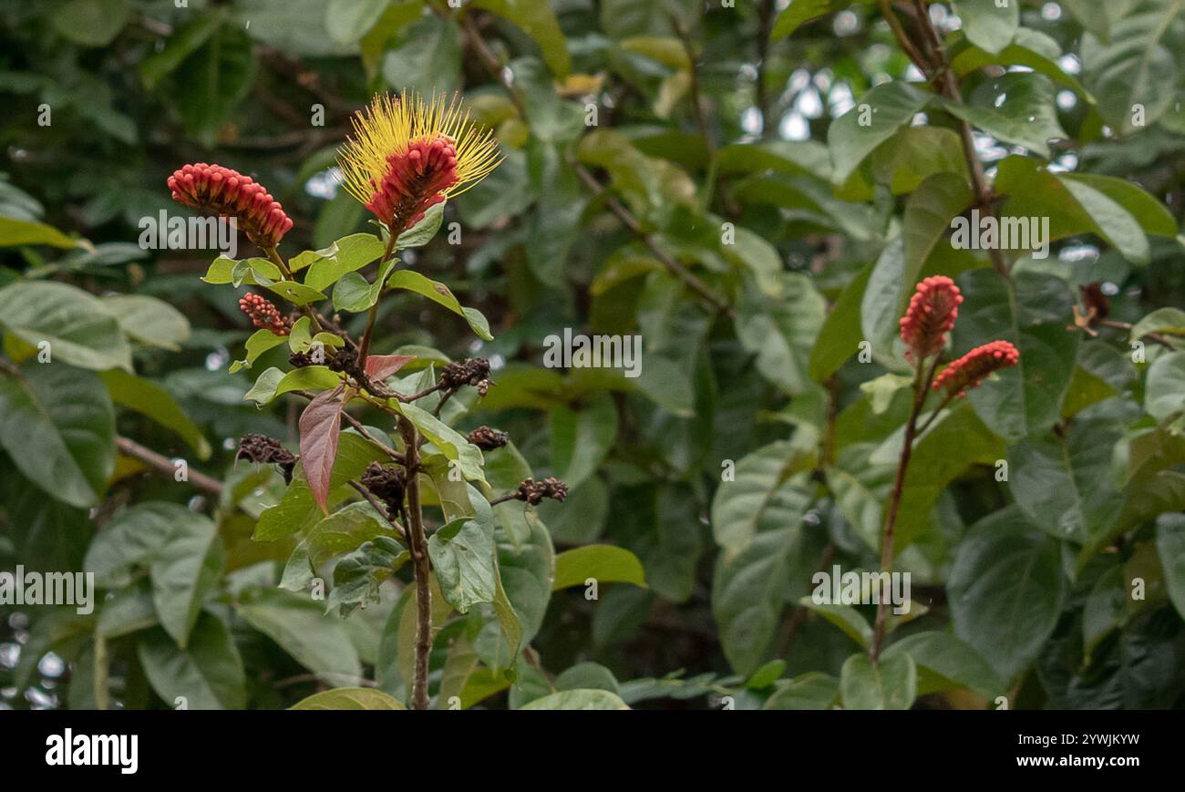 Combretum rotundifolium hi-res stock photography and images - Alamy