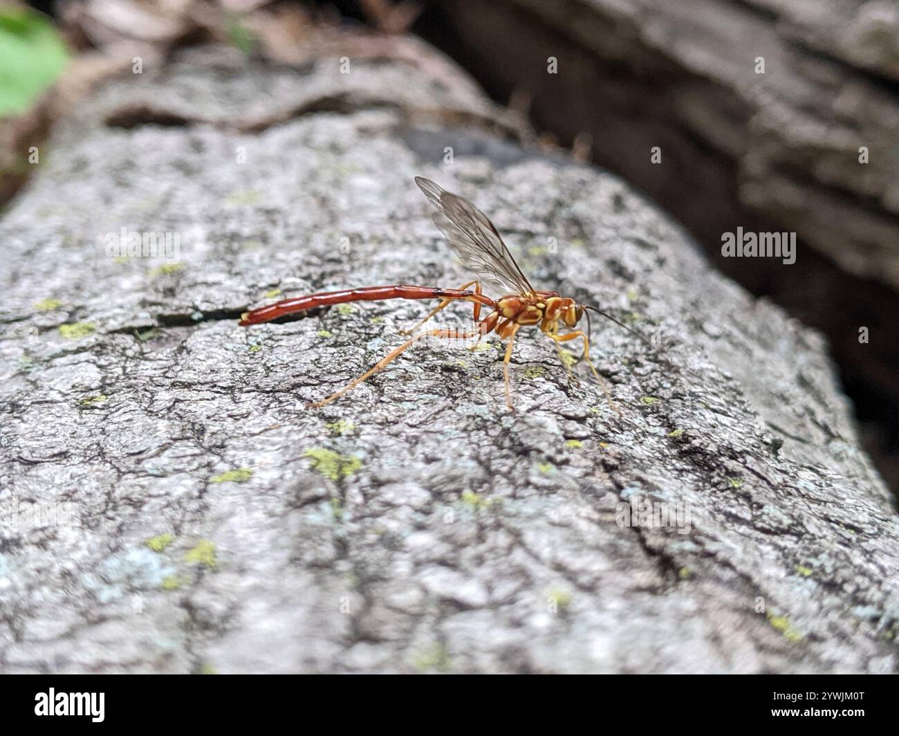 Greene's Giant Ichneumonid Wasp (Megarhyssa greenei Stock Photo - Alamy