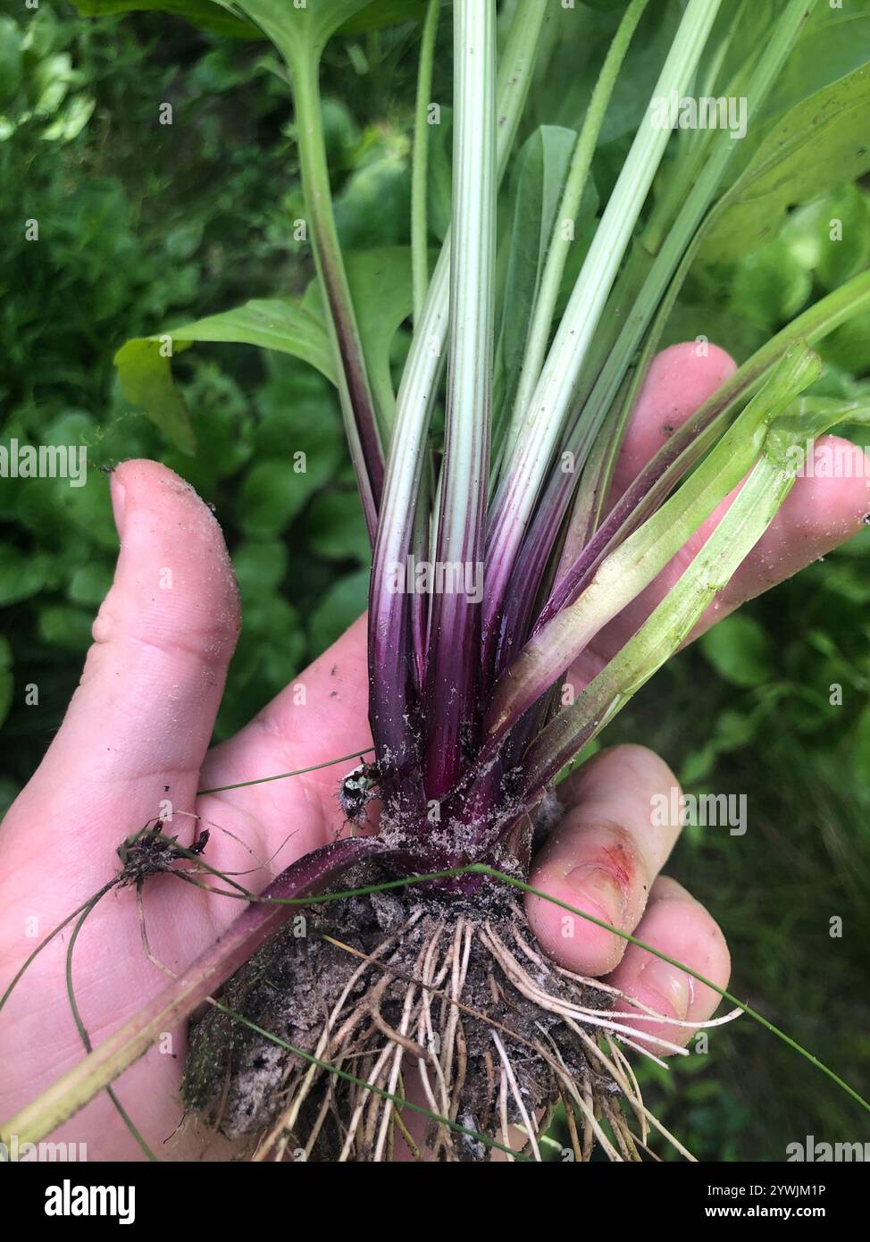 American plantain (Plantago rugelii Stock Photo - Alamy