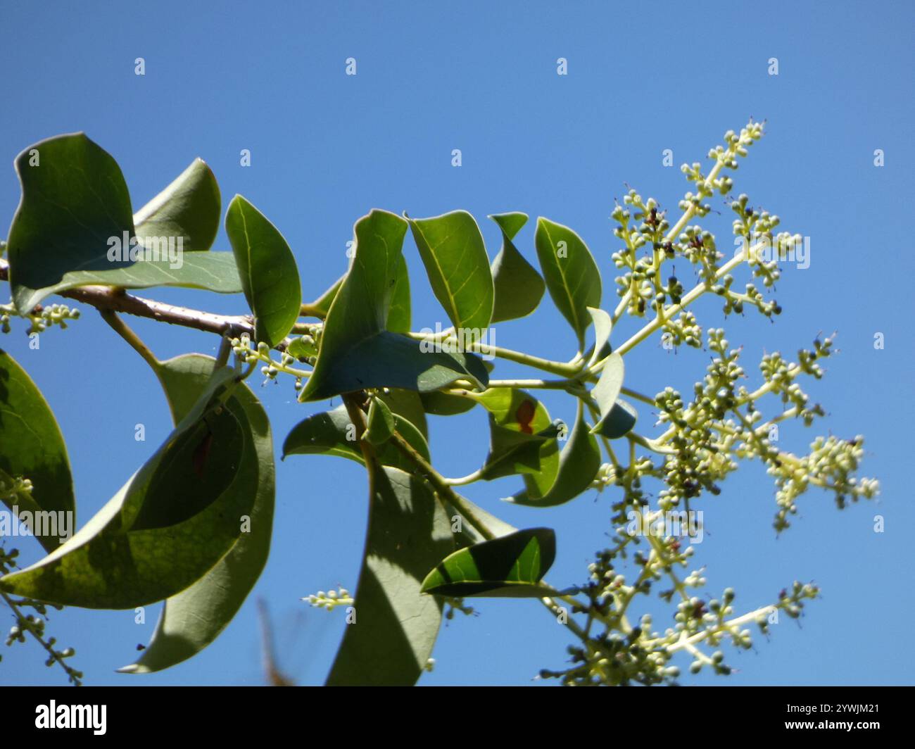 tree privet (Ligustrum lucidum Stock Photo - Alamy