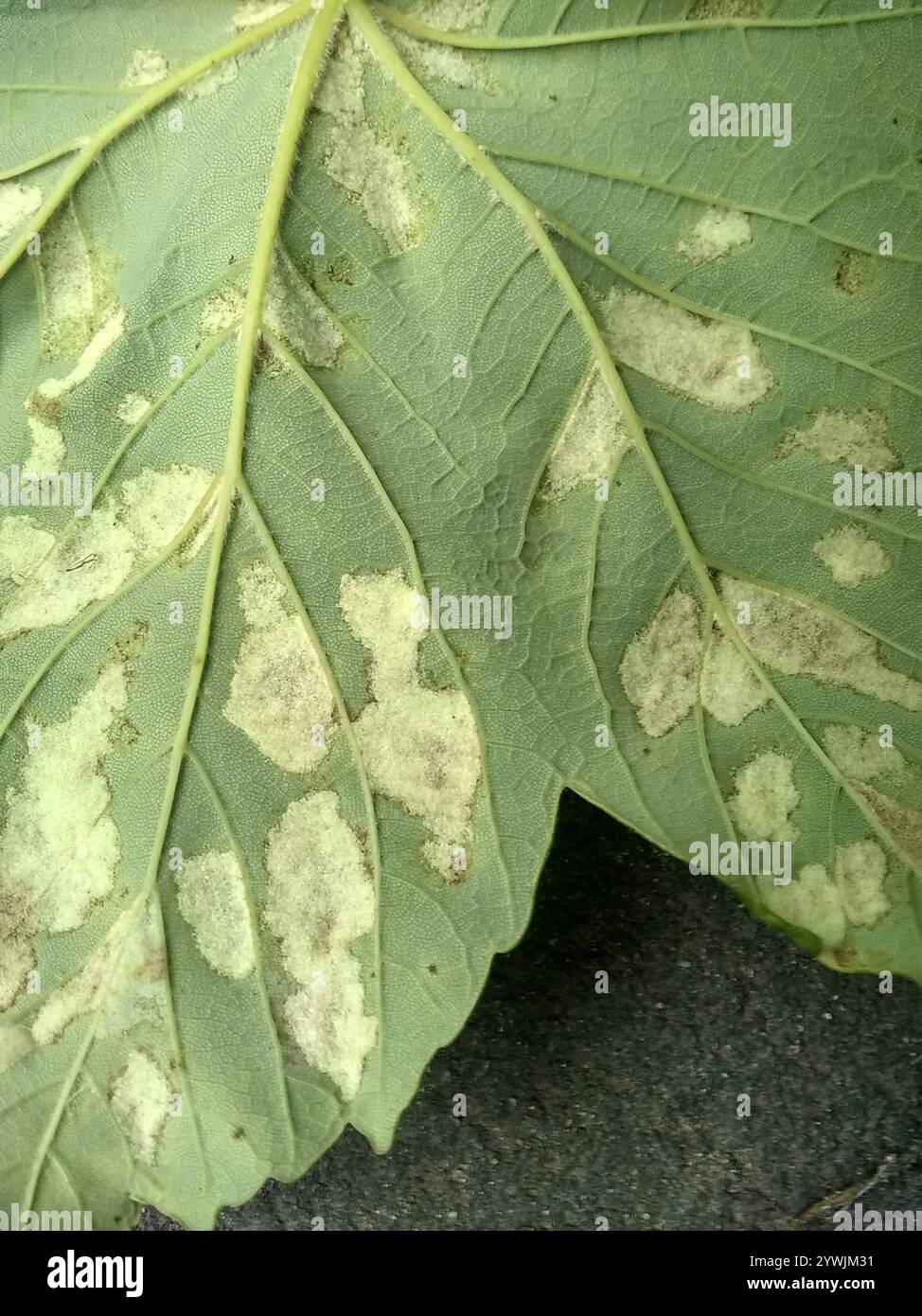 Sycamore Felt Gall Mite (Aceria pseudoplatani Stock Photo - Alamy