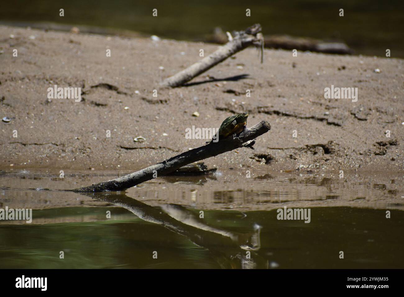 Northern Map Turtle (Graptemys geographica Stock Photo - Alamy