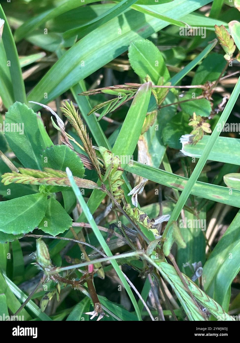 Sensitive Plant (Mimosa pudica Stock Photo - Alamy