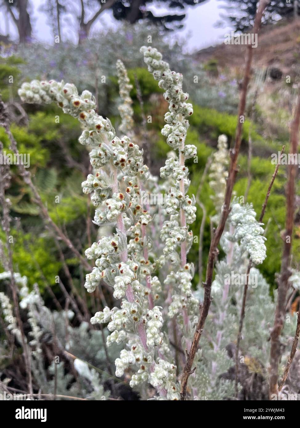 coastal sagewort (Artemisia pycnocephala Stock Photo - Alamy