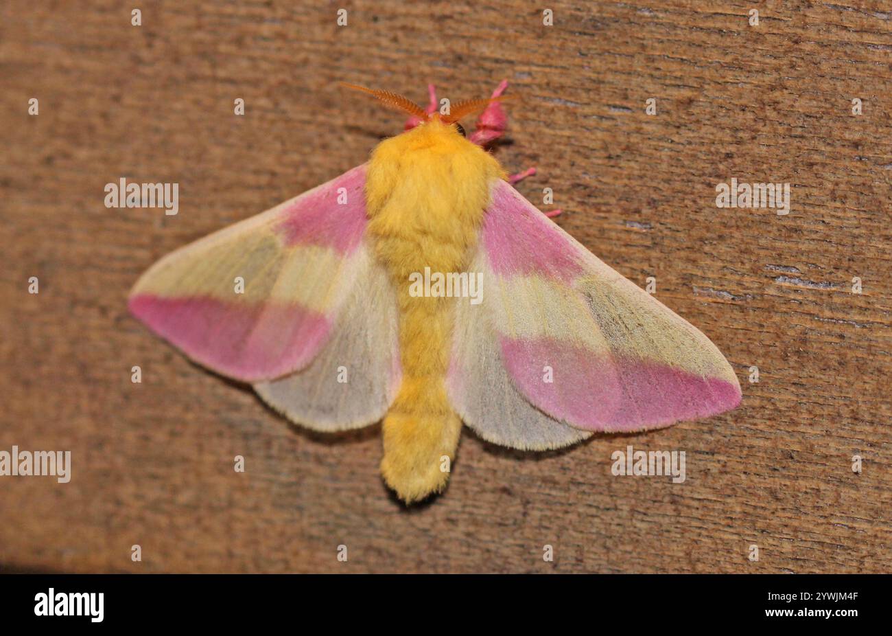 Rosy maple moth (dryocampa rubicunda) hi-res stock photography and ...