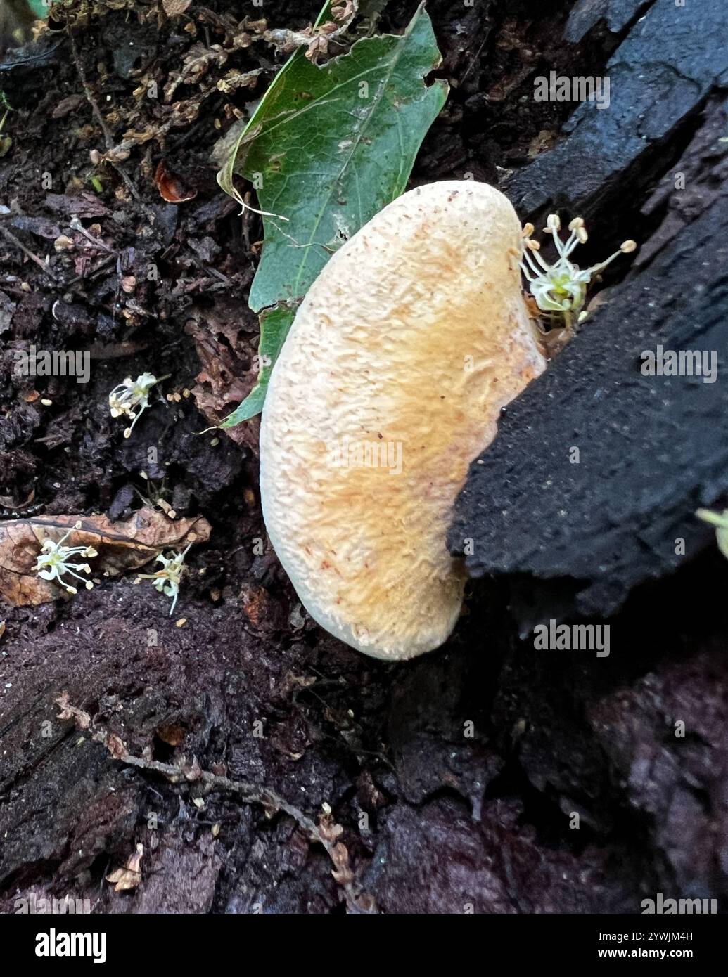 Stinking Orange Oyster (Phyllotopsis nidulans Stock Photo - Alamy