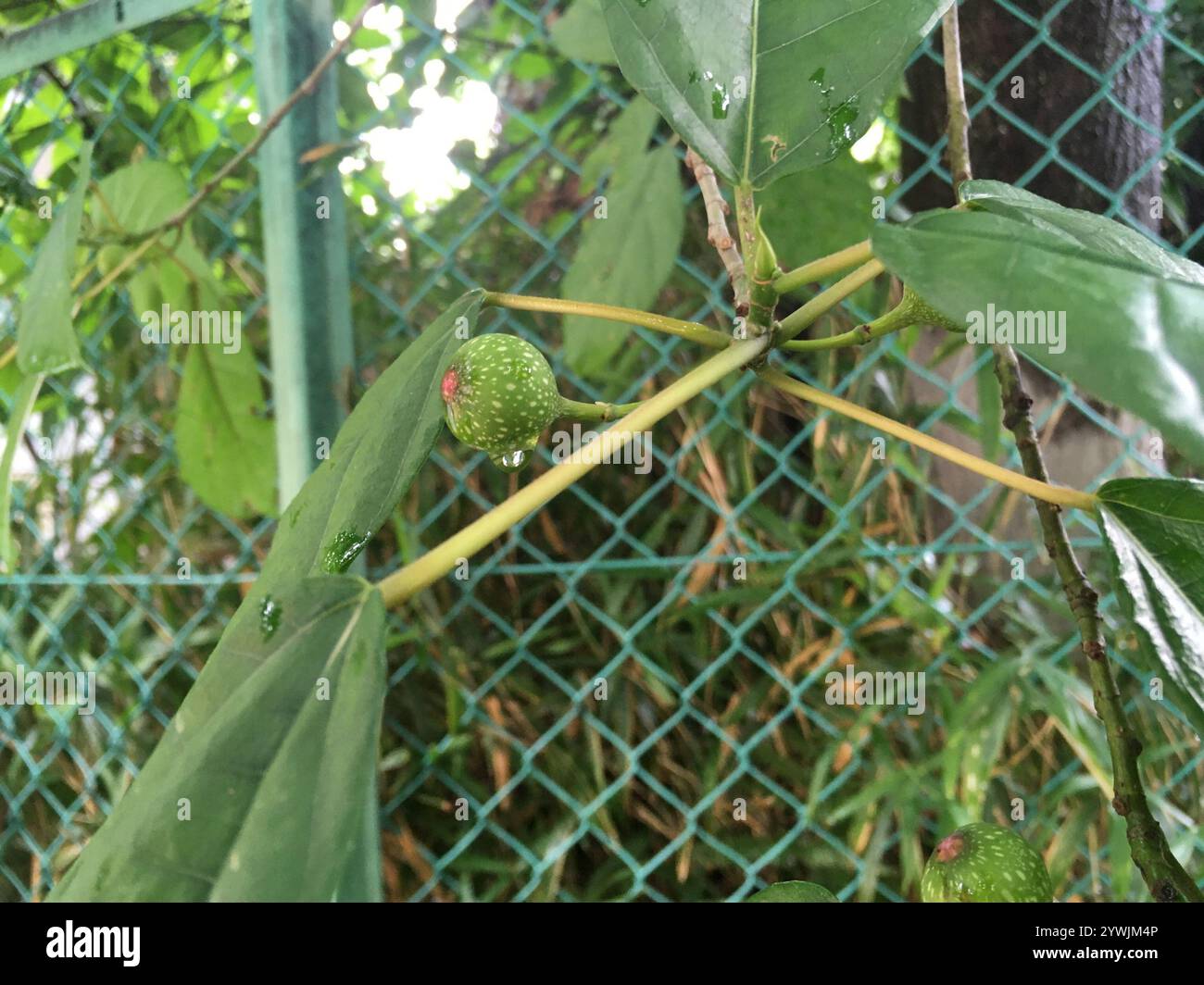 (Ficus erecta erecta Stock Photo - Alamy