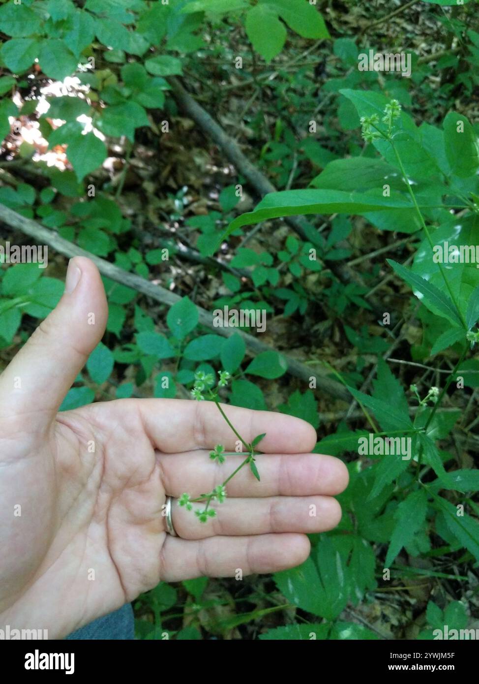 Black Snakeroot (Sanicula canadensis Stock Photo - Alamy