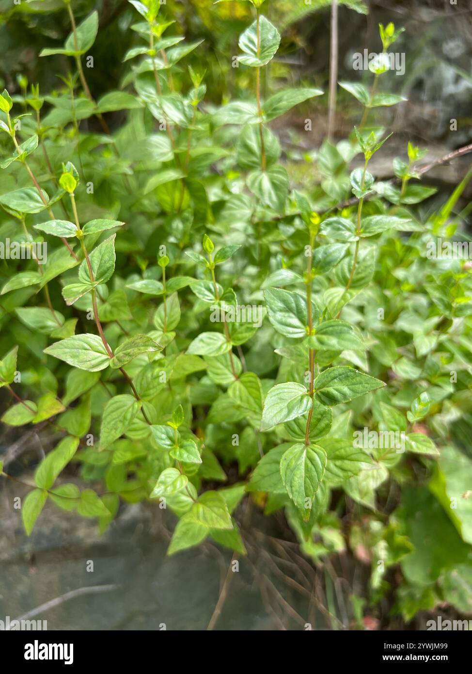 common dittany (Cunila origanoides Stock Photo - Alamy