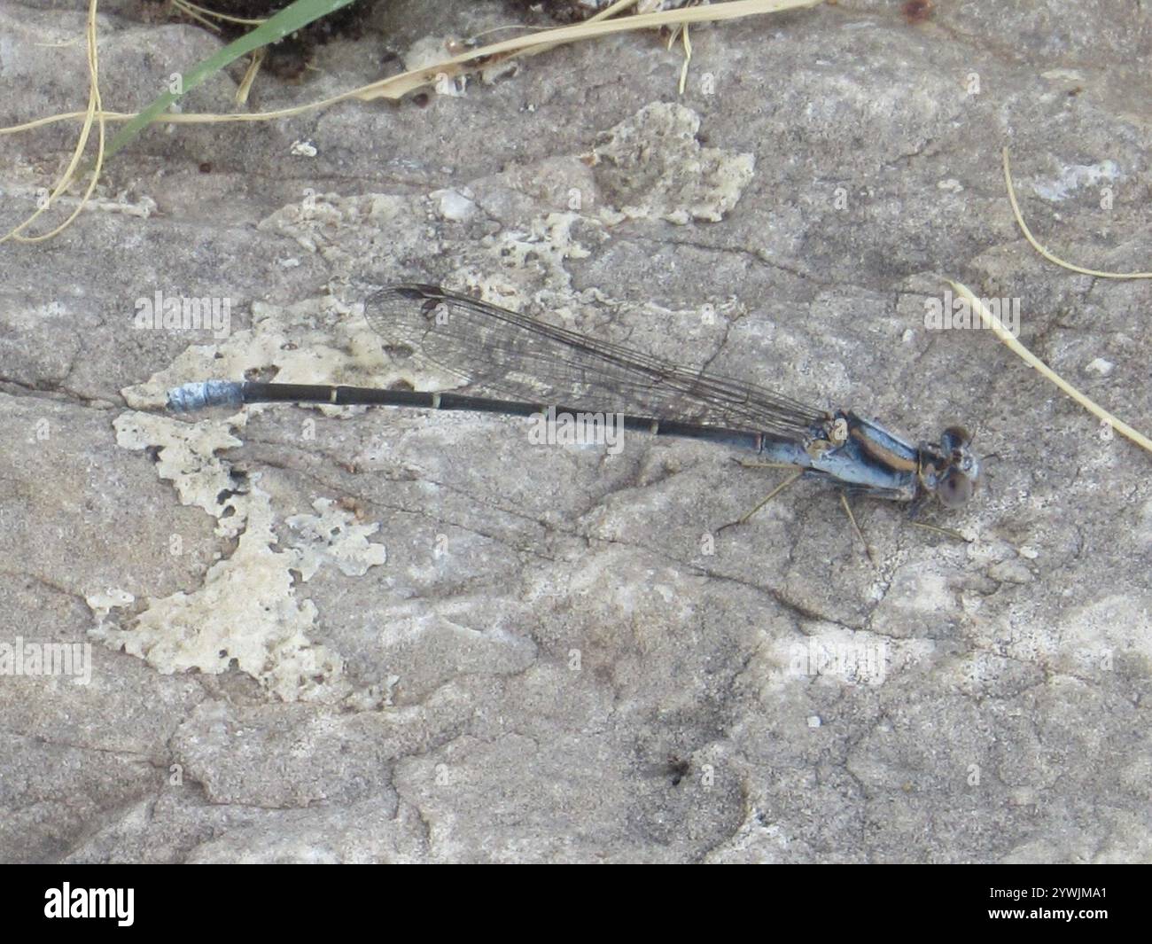 Powdered Dancer (Argia moesta Stock Photo - Alamy