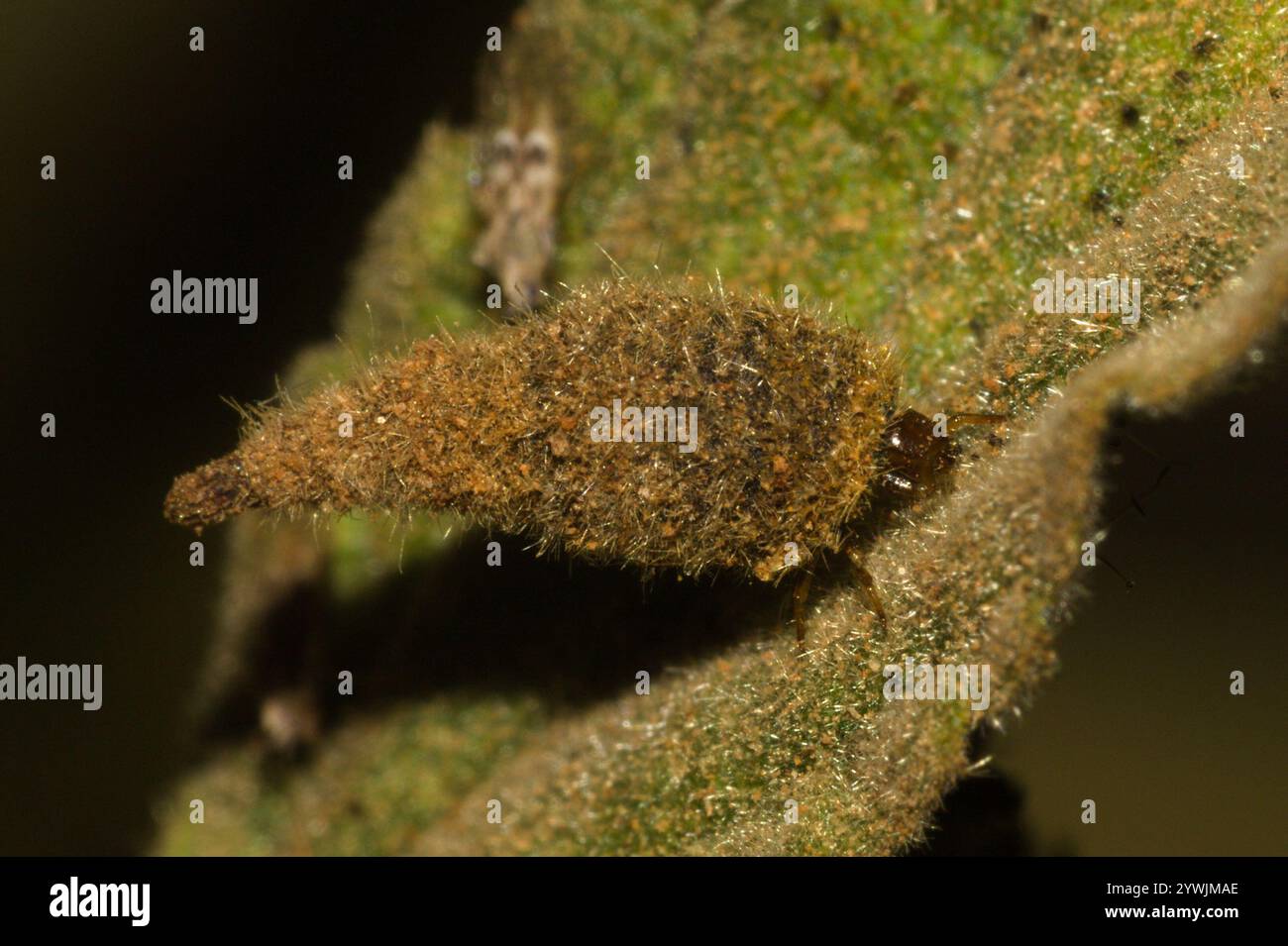 Case-bearing Leaf Beetles (Cryptocephalinae Stock Photo - Alamy