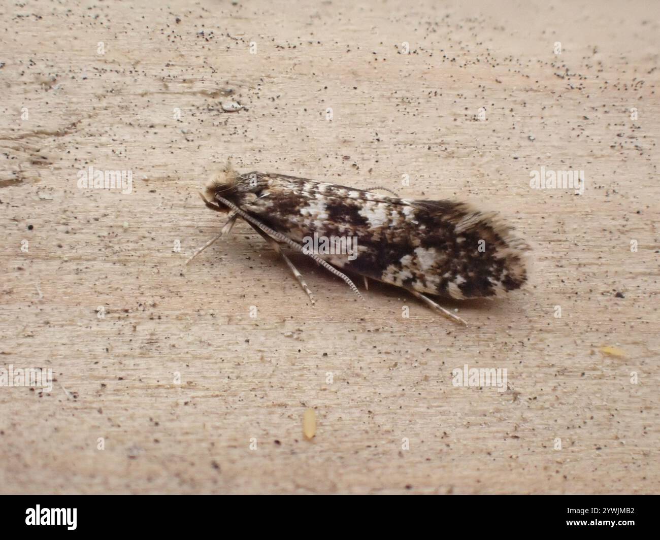 Cork moth nemapogon cloacella hi-res stock photography and images - Alamy