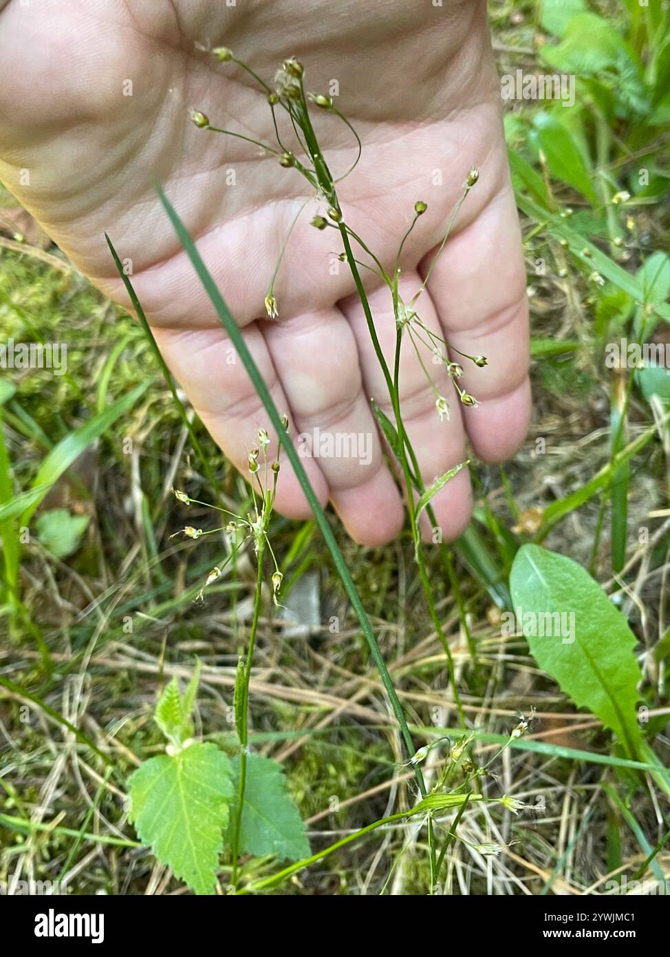 common hairy woodrush (Luzula acuminata acuminata Stock Photo - Alamy