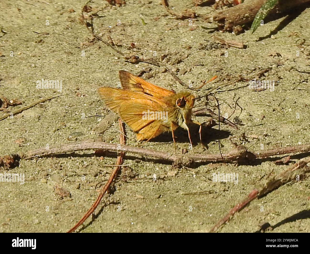 Long Dash (Polites mystic Stock Photo - Alamy