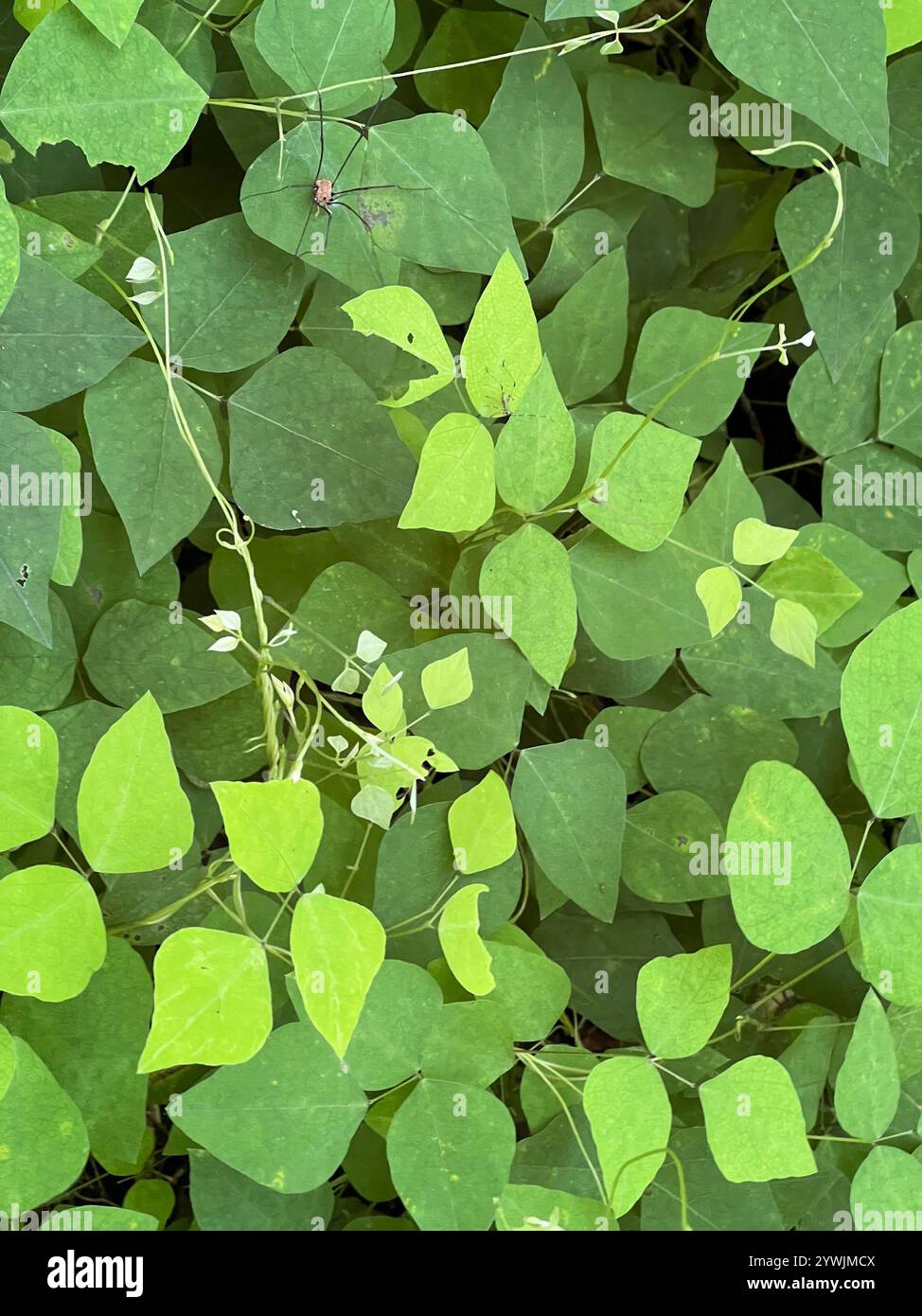 American hog-peanut (Amphicarpaea bracteata Stock Photo - Alamy