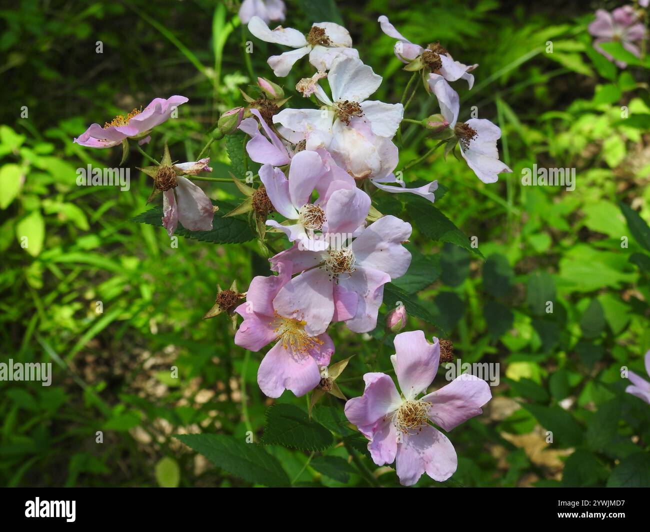 climbing prairie rose (Rosa setigera Stock Photo - Alamy