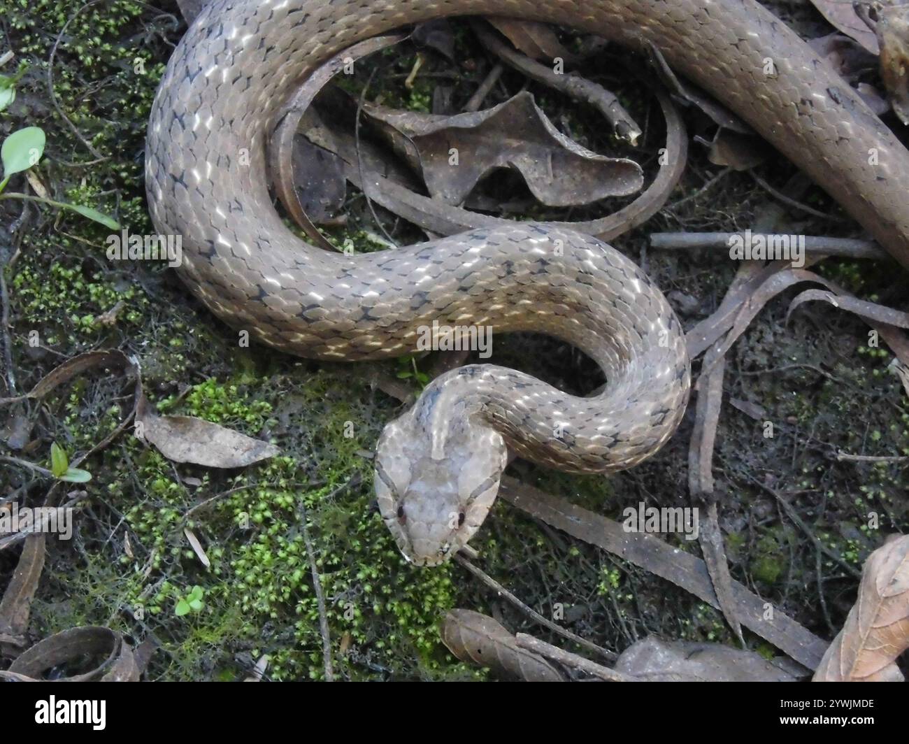 Coastal House Snake (Mesotes strigatus Stock Photo - Alamy