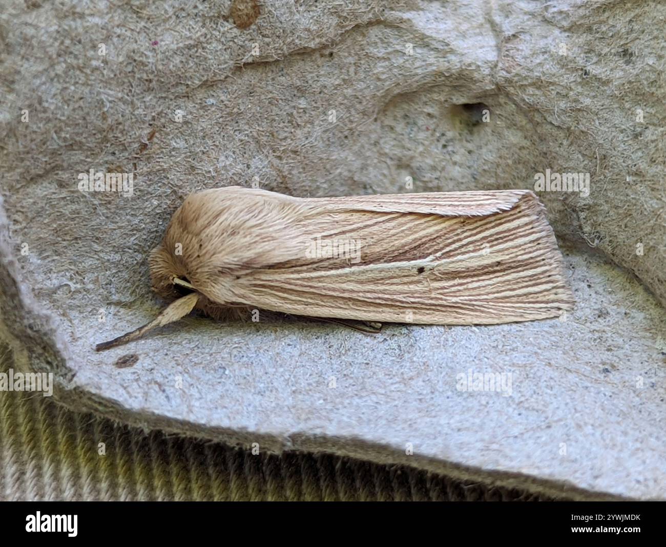 Smoky wainscot hi-res stock photography and images - Alamy