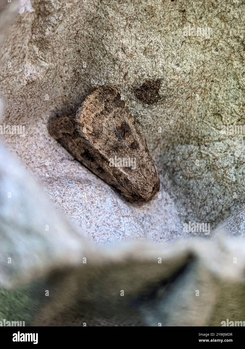 Mottled Rustic (Caradrina morpheus Stock Photo - Alamy