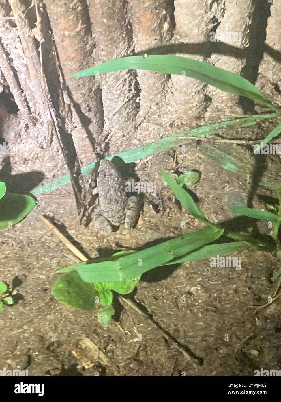 Nepal Wart Frog (Minervarya nepalensis Stock Photo - Alamy