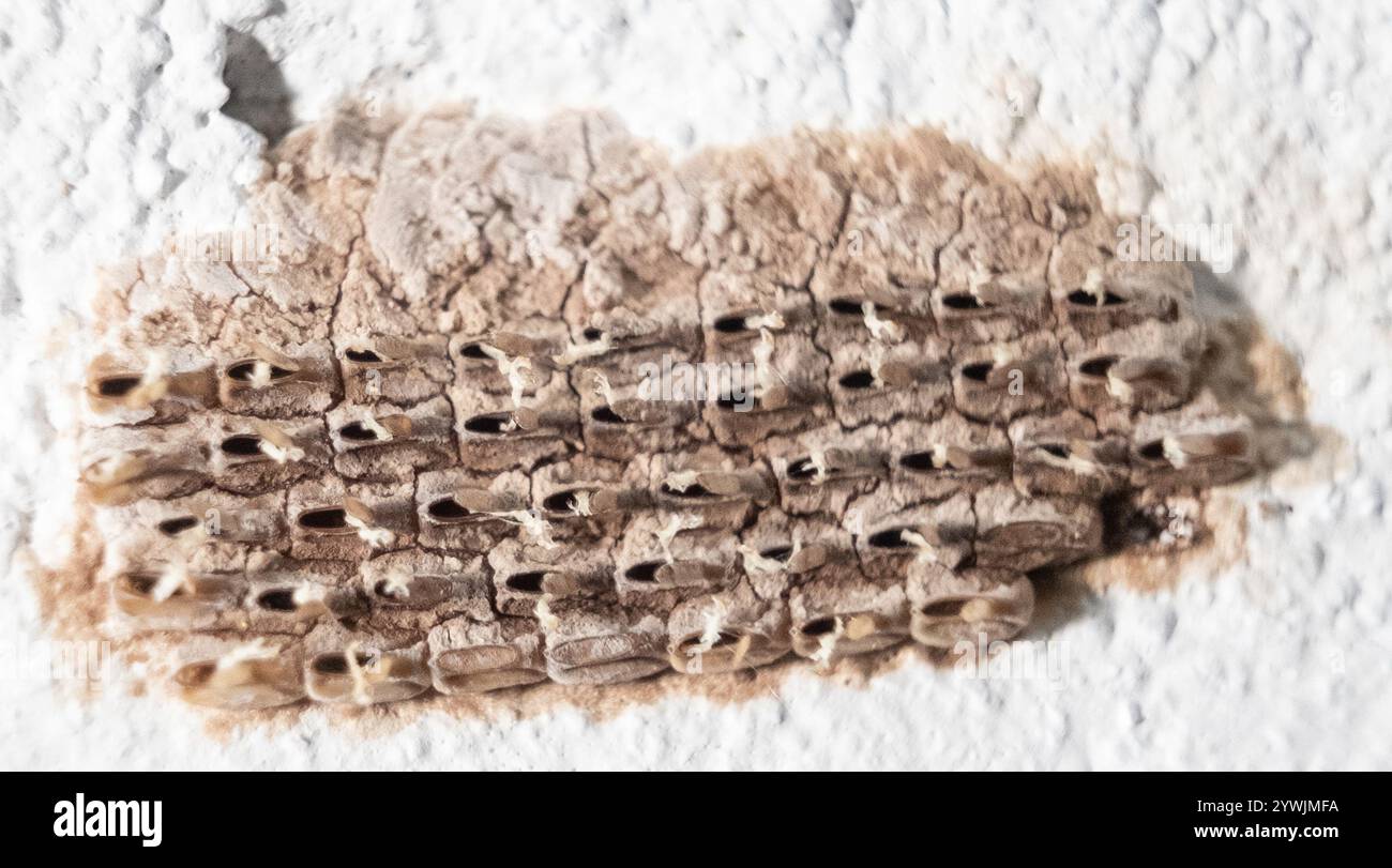 Spotted Lanternfly (Lycorma delicatula Stock Photo - Alamy