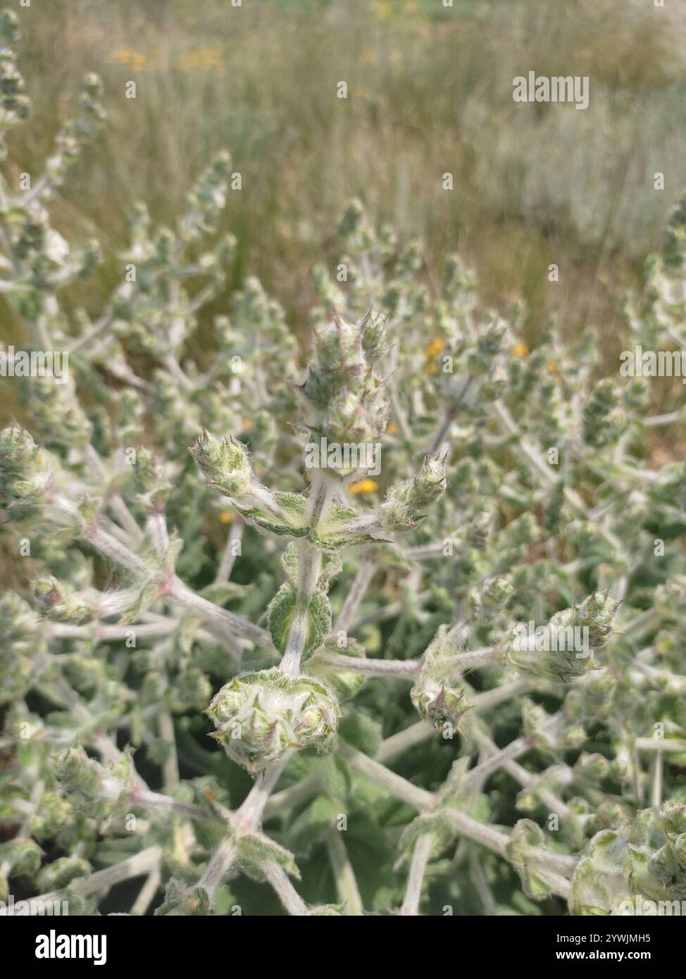 Mediterranean sage (Salvia aethiopis Stock Photo - Alamy