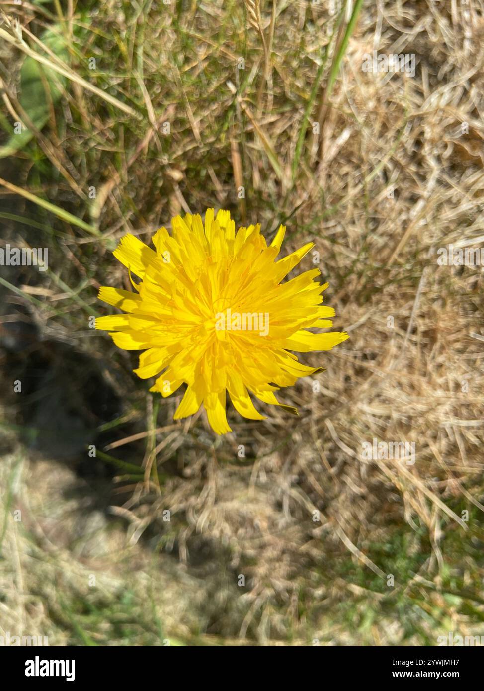 Rough Hawkbit (Leontodon hispidus Stock Photo - Alamy