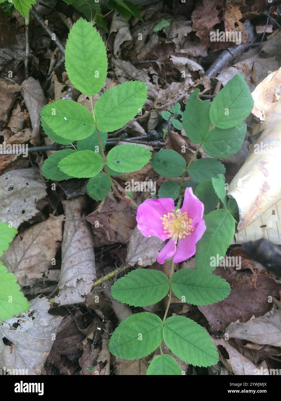 Prickly Wild Rose (Rosa acicularis Stock Photo - Alamy