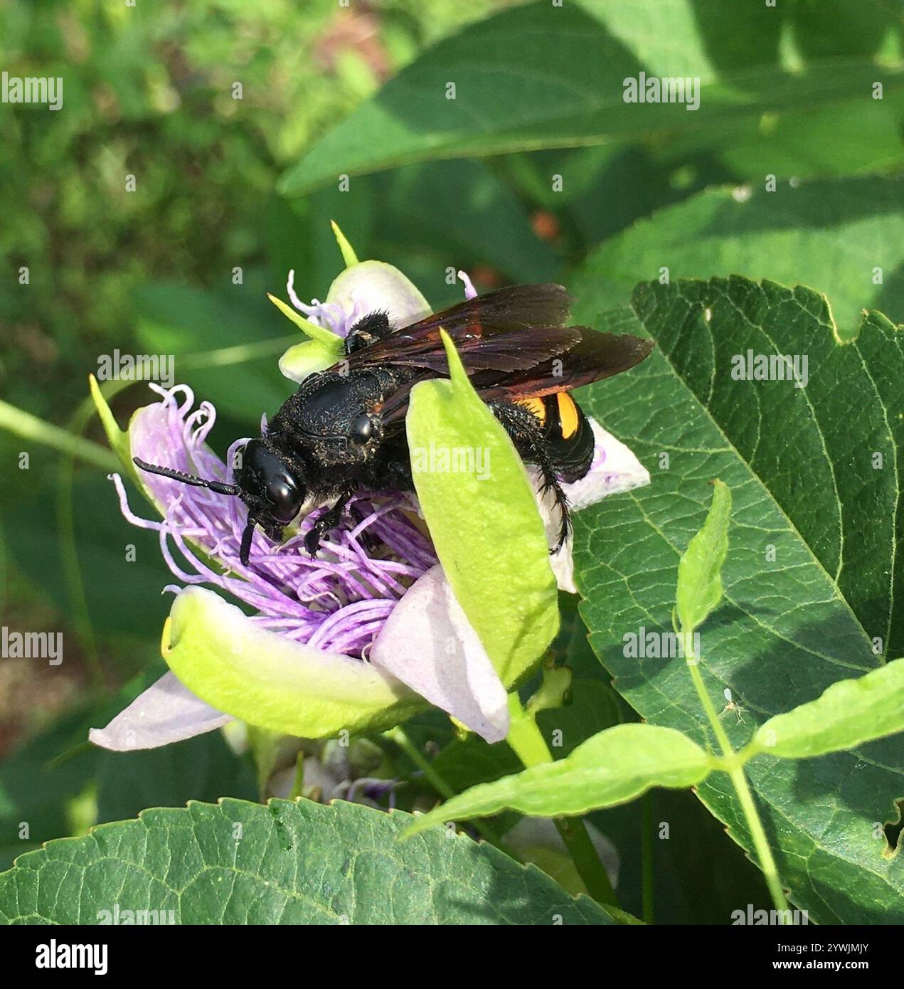 Large Four-spotted Scoliid Wasp (Pygodasis quadrimaculata Stock Photo ...