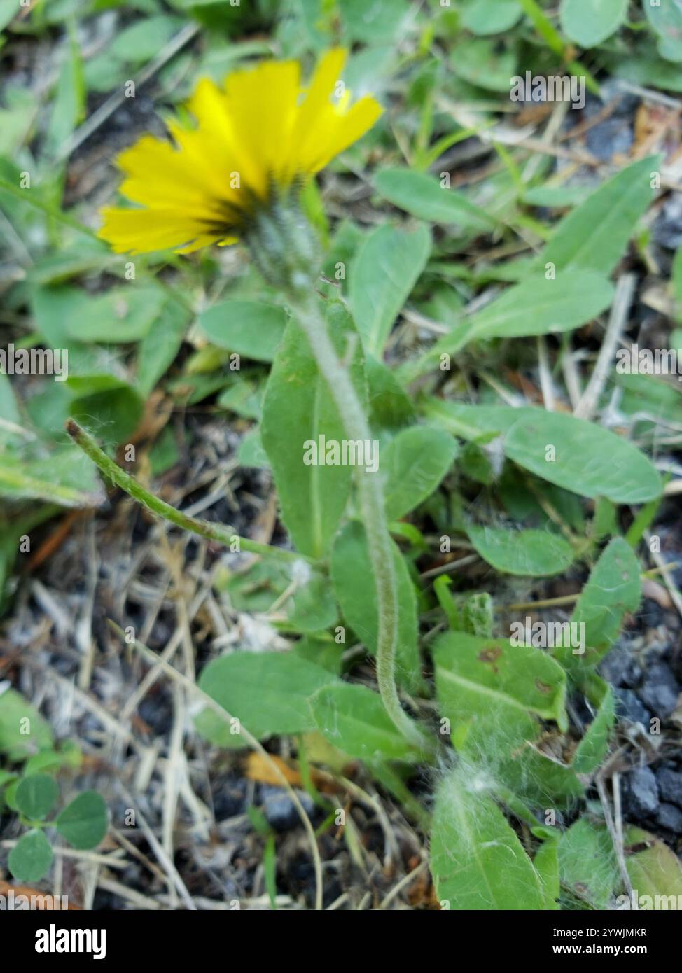 mouse-eared hawkweed (Pilosella officinarum Stock Photo - Alamy