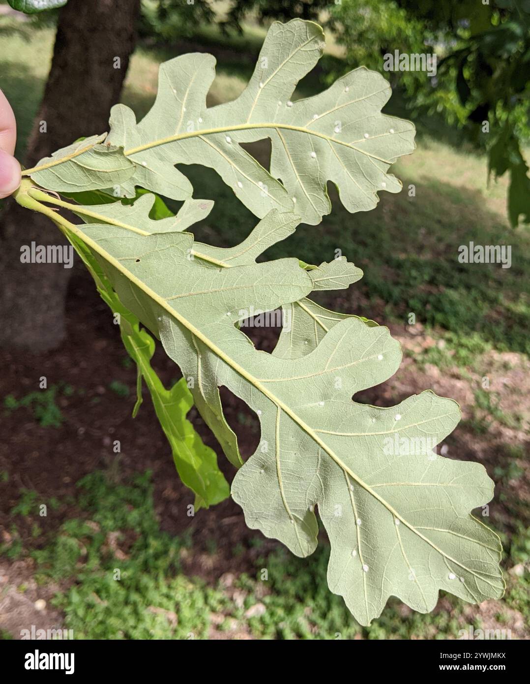 oak flake gall wasp (Neuroterus quercusverrucarum Stock Photo - Alamy