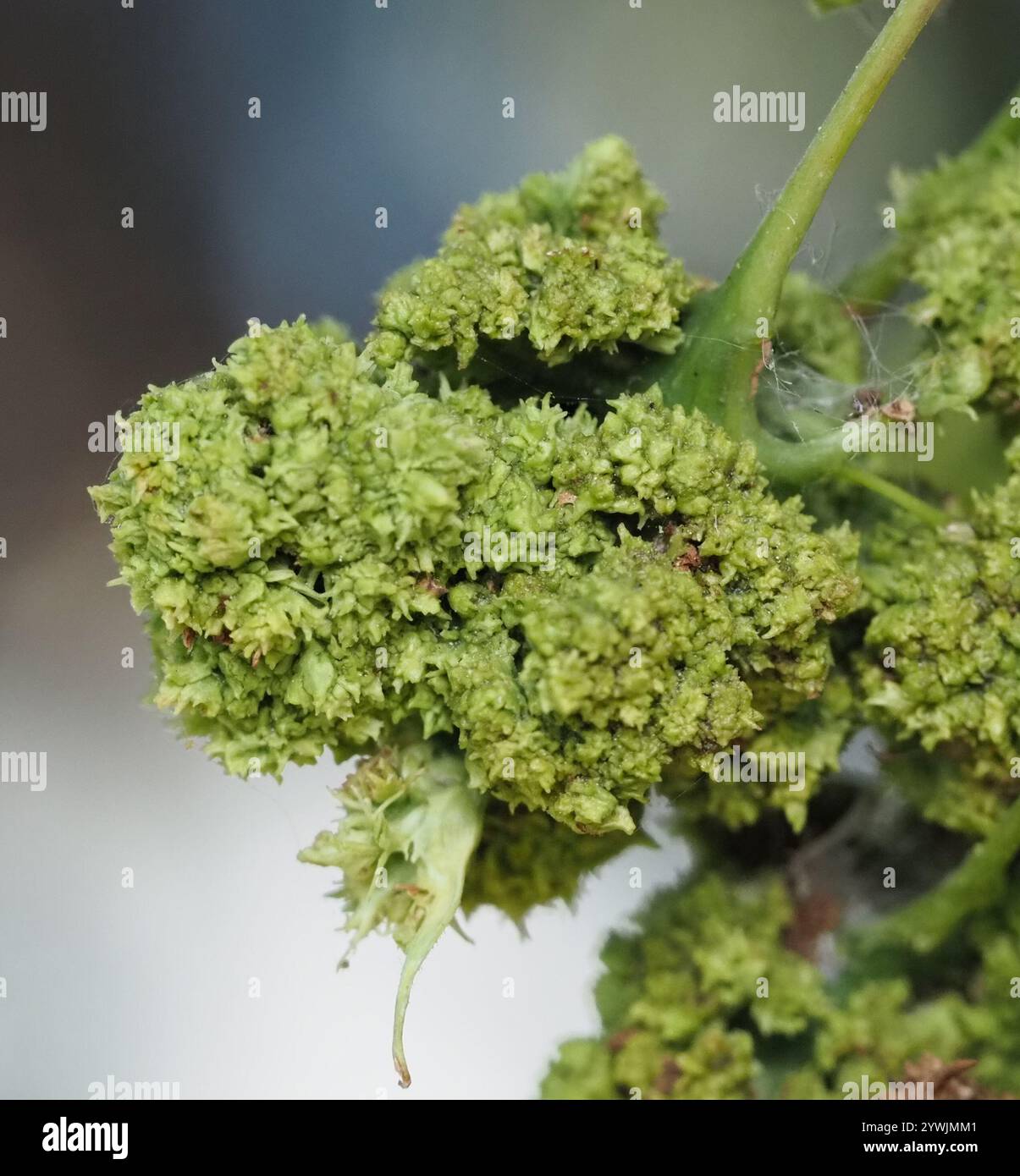 Ash Flower Gall Mite (Aceria fraxiniflora Stock Photo - Alamy