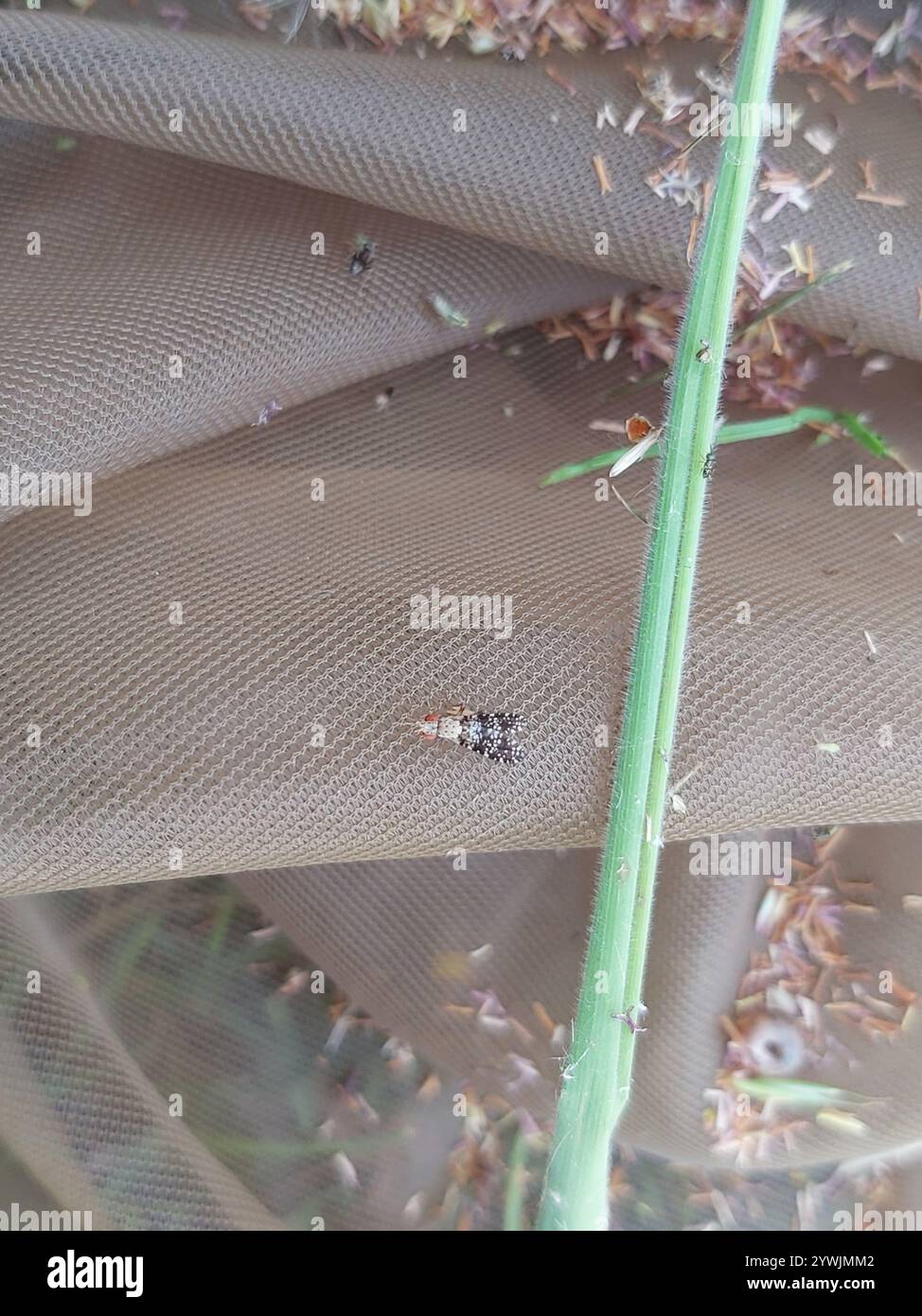 Spotted Marsh Fly (Trypetoptera punctulata Stock Photo - Alamy